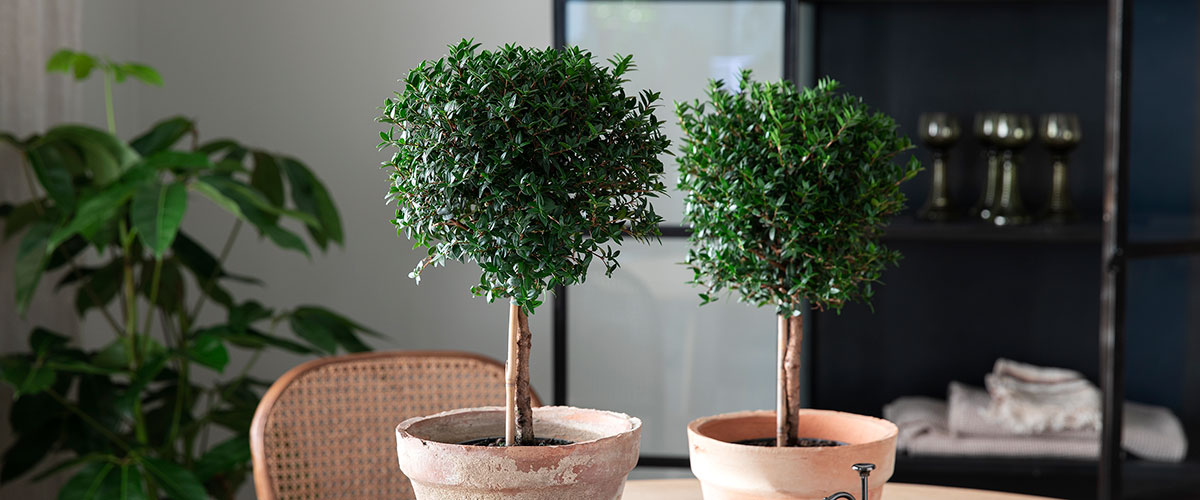 Slik lykkes du med myrt - Mester Grønn