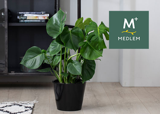 Se ukens gode tilbud på blomster og tilbehør | Mester Grønn