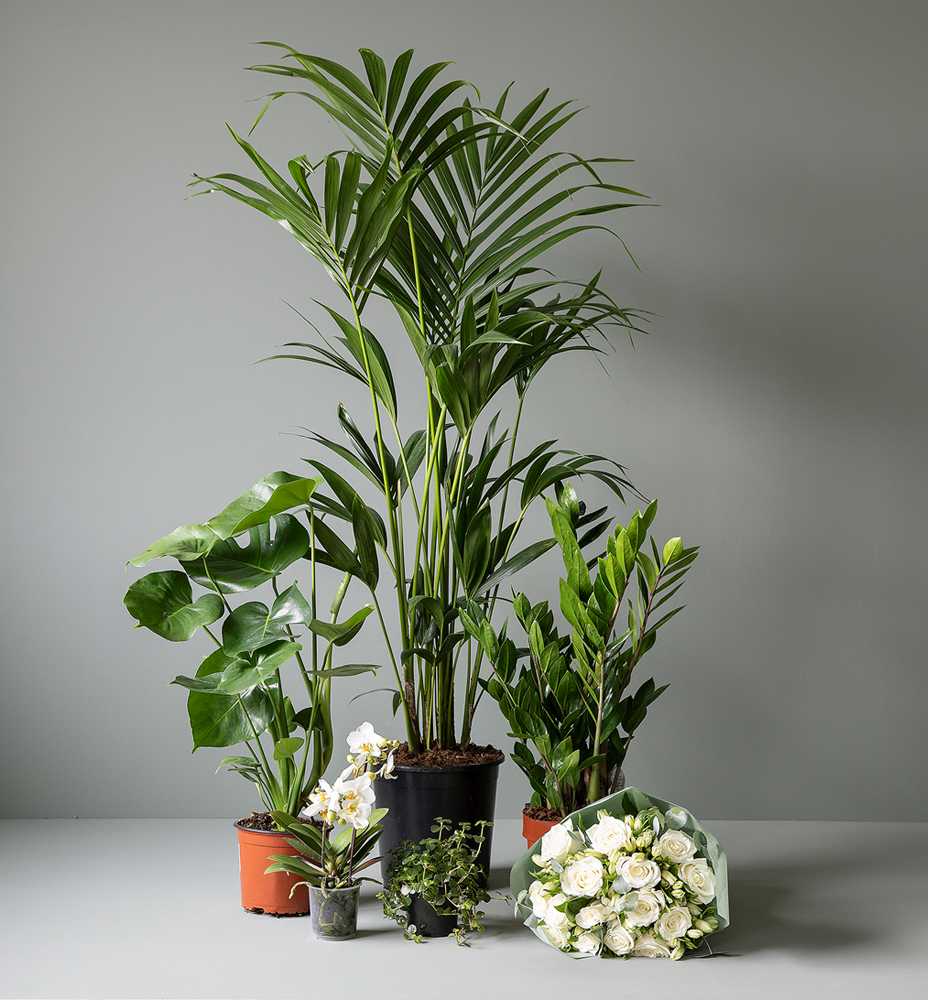 Bestill Stor plantepakke til visning | Mester Grønn