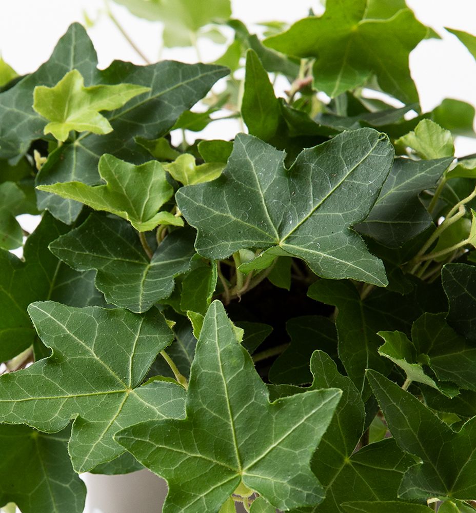 Bestill Eføy grønn | Mester Grønn