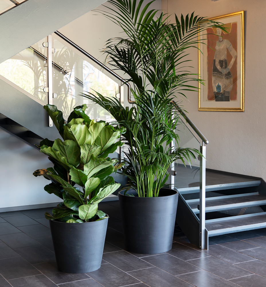 Bestill Ficus lyrata | Mester Grønn