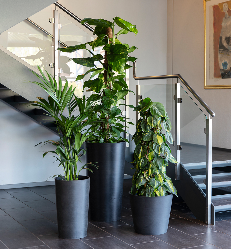 Bestill Philodendron scandens Brasil | Mester Grønn