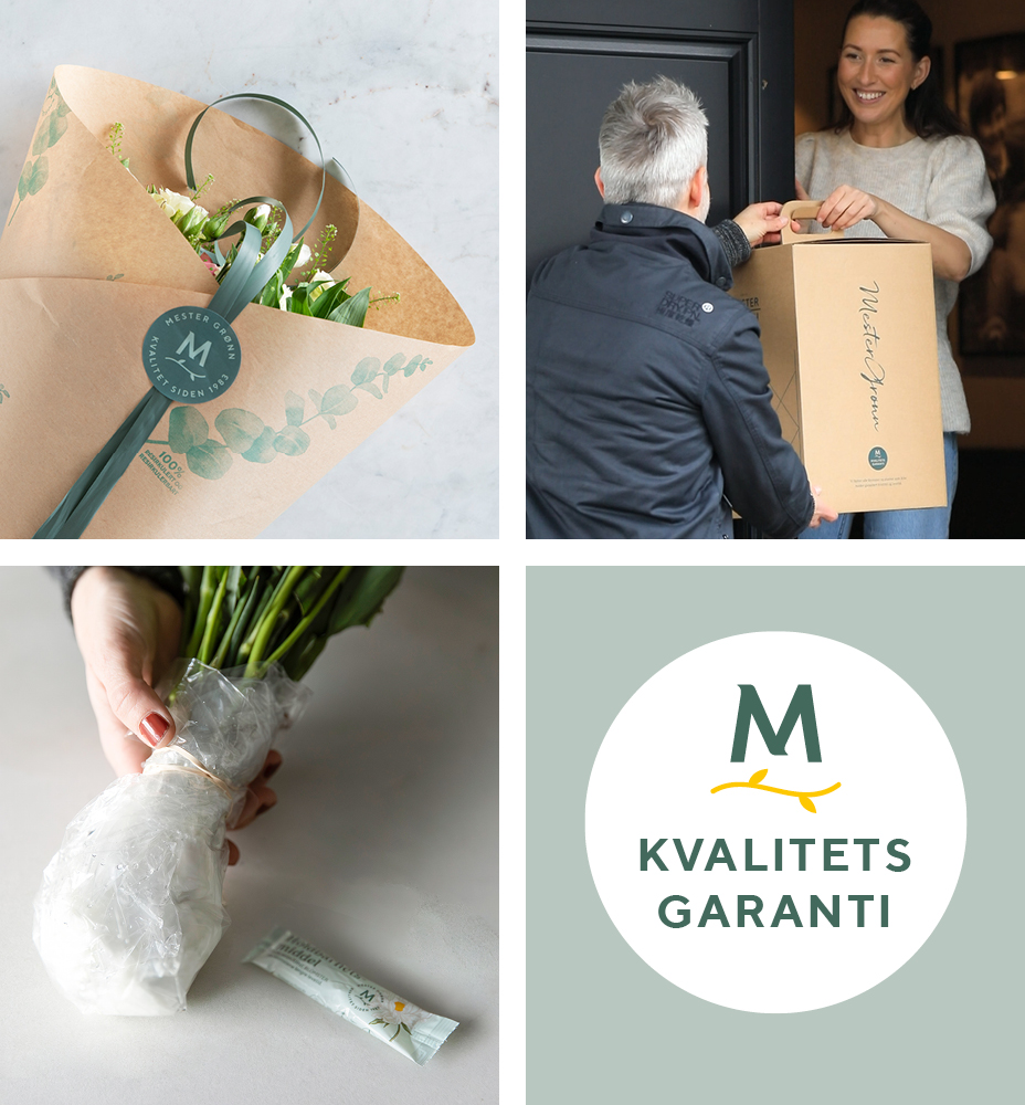 Bestill 15 hvite roser - Mester Grønn
