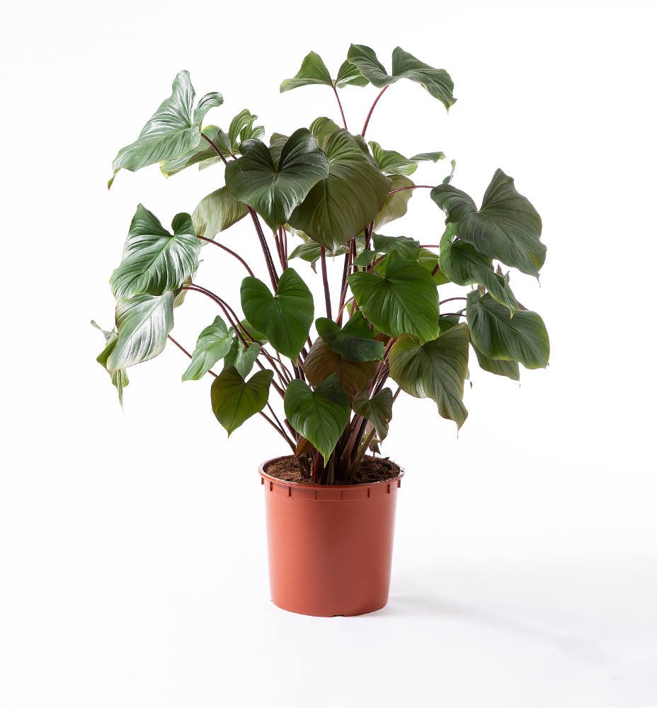 Bestill Homalomena - Mester Grønn