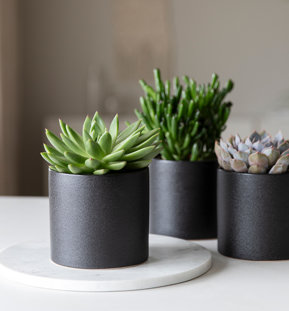 Bestill Sukkulent miks - Mester Grønn