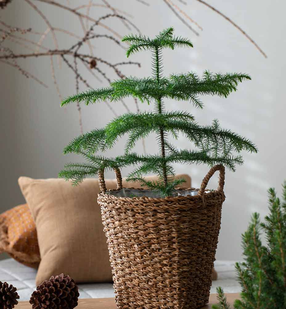 Bestill Stuegran 60 cm - Mester Grønn