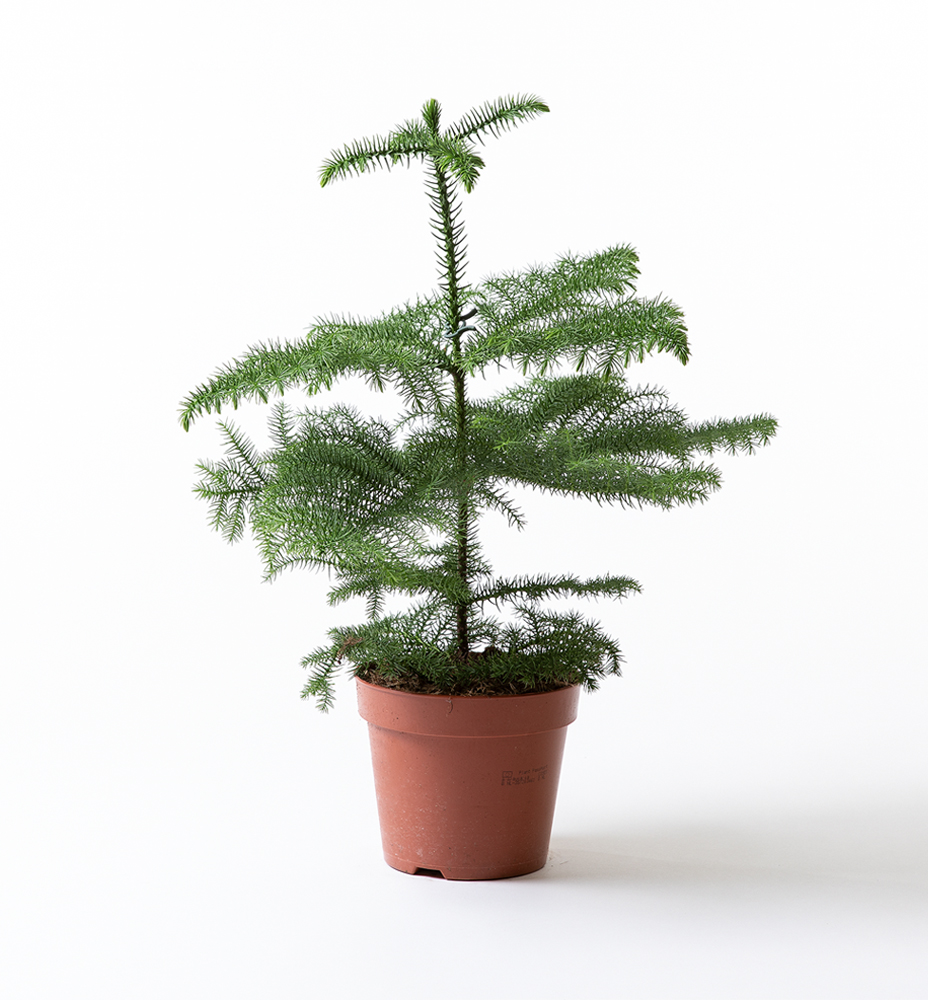 Bestill Stuegran 60 cm - Mester Grønn