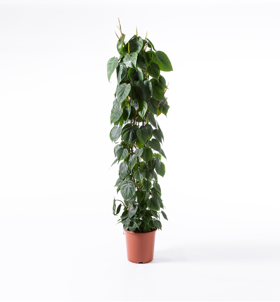 Bestill Philodendron scandens - Mester Grønn