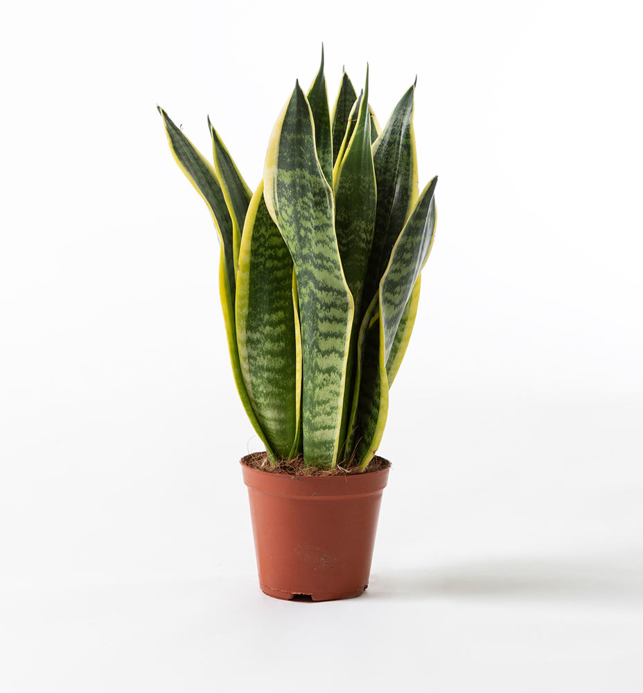 Bestill Sansevieria - Mester Grønn