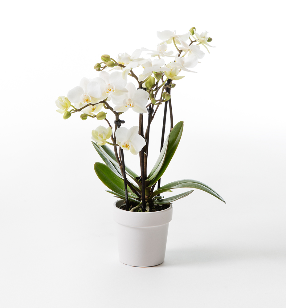 Bestill Phalaenopsis Sandra 3+ grenet ikeramikk - Mester Grønn