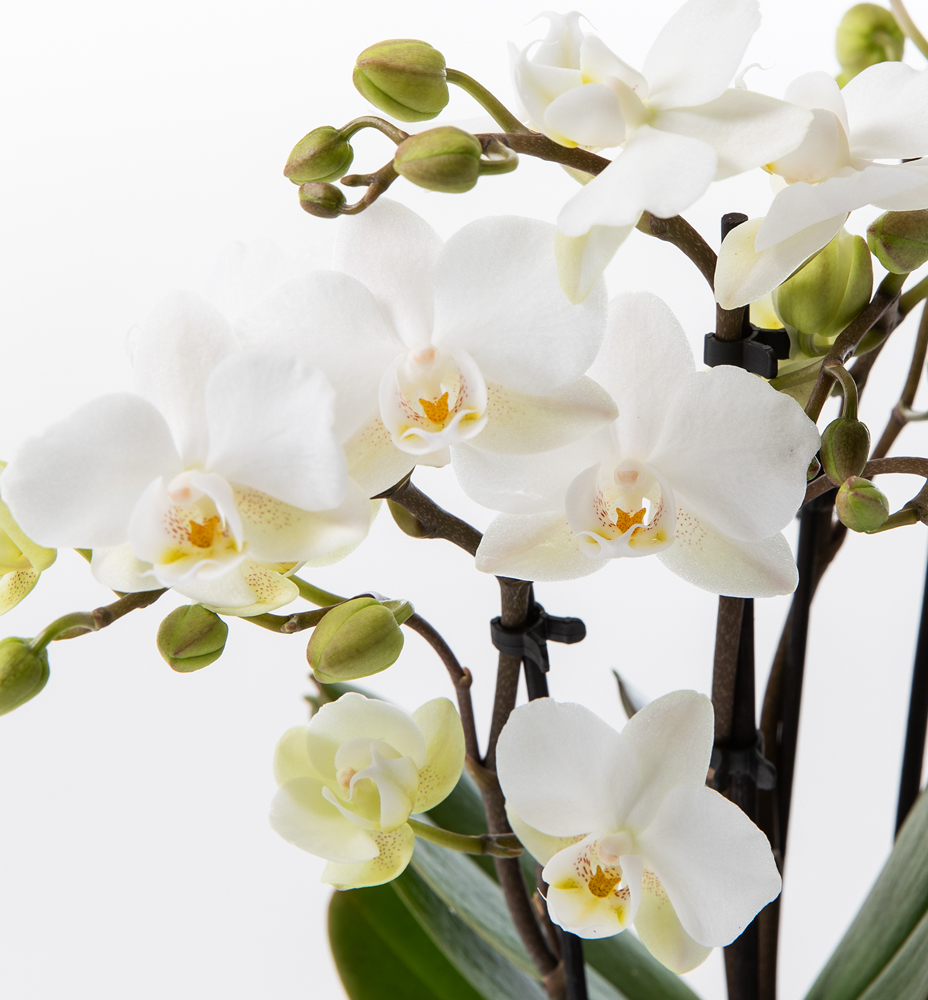 Bestill Phalaenopsis Sandra 3+ grenet ikeramikk - Mester Grønn
