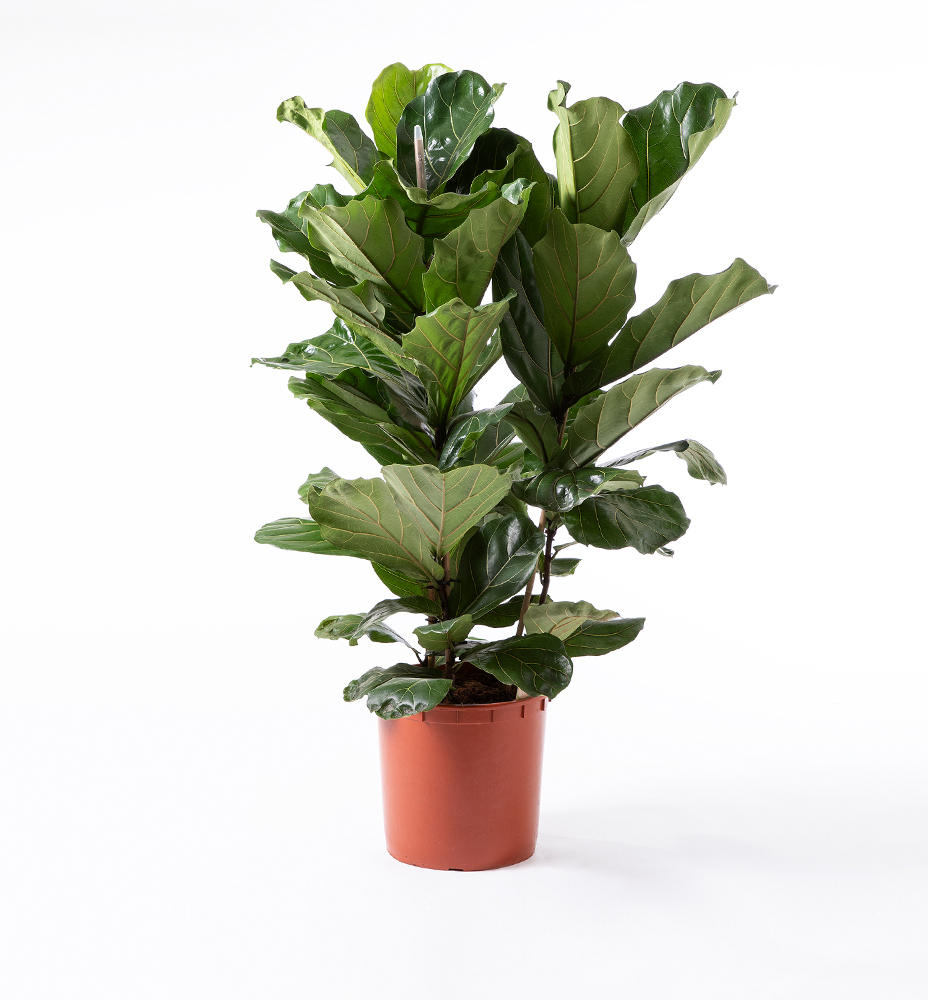 Bestill Ficus lyrata - Mester Grønn