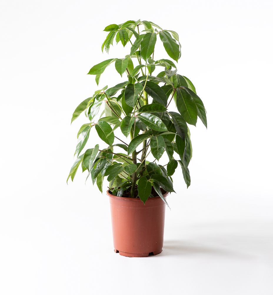 Bestill Schefflera Amate - Mester Grønn